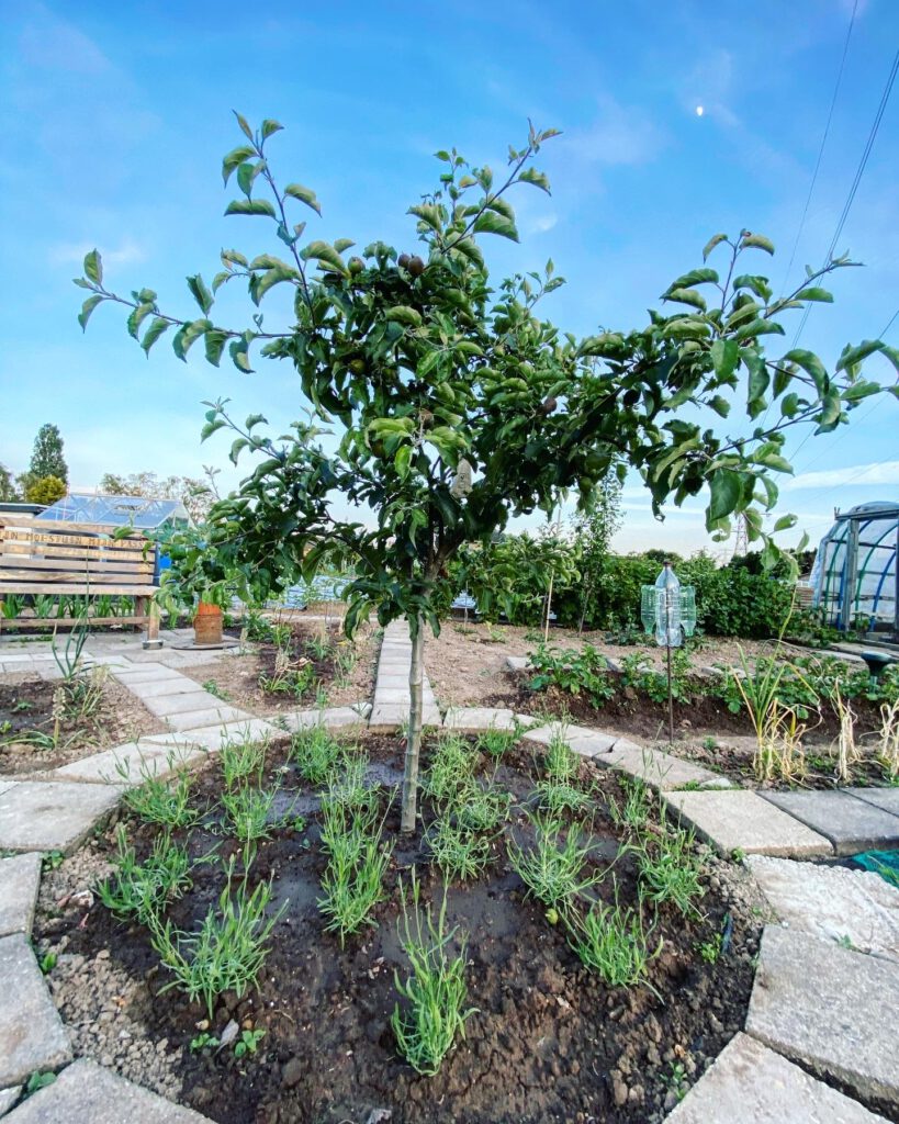 Maak jouw moestuin compleet met fruitbomen! - Mijn Moestuin, Mijn Passie