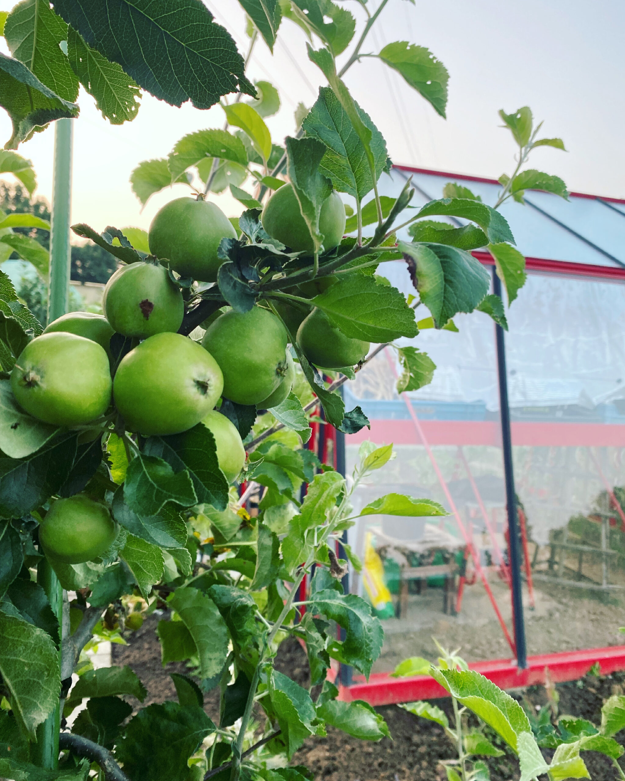 Maak jouw moestuin compleet met fruitbomen! - Mijn Moestuin, Mijn Passie